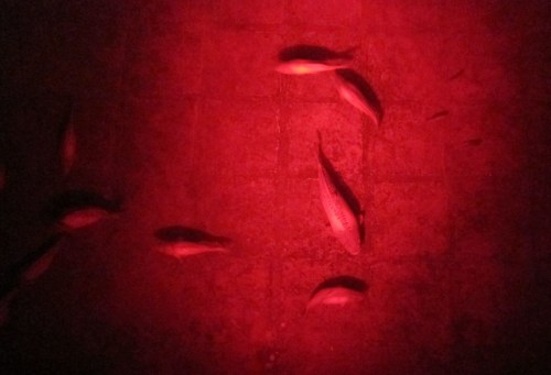 Basilica Cistern, Istanbul | Daydream Tourist